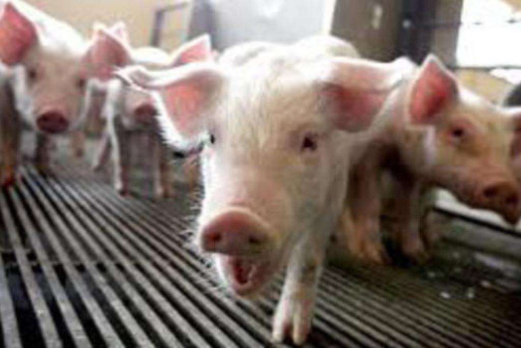 Busybody California is behind the spike in pork prices
