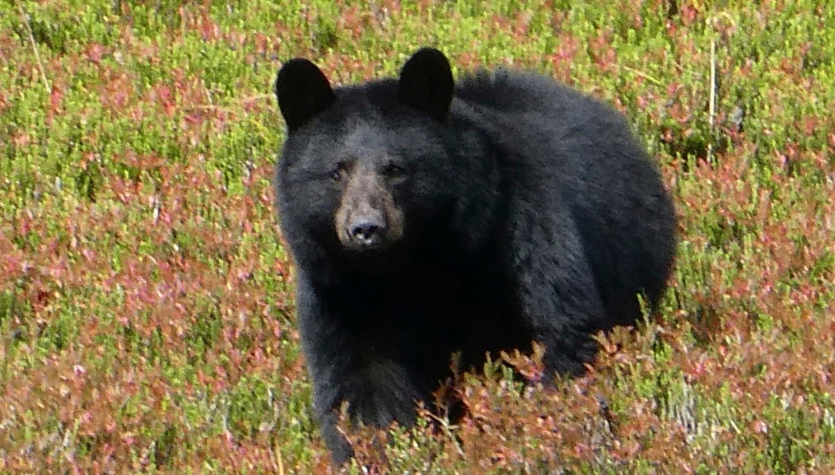 New report details key mistake that led to bear brutally mauling zookeeper