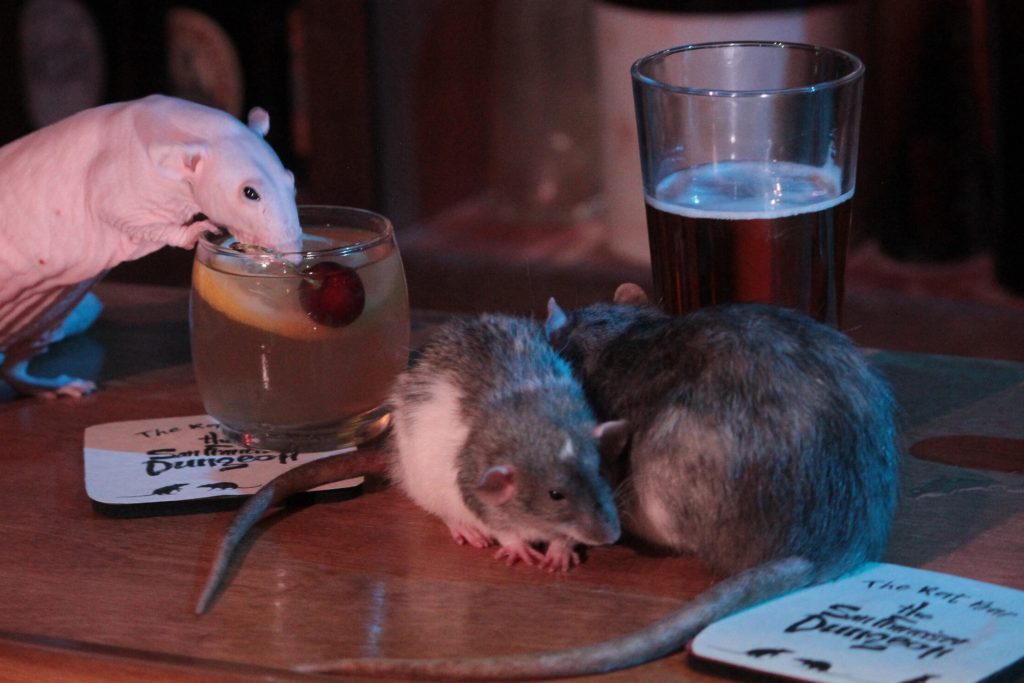 Drink and dine with rodents: Pop-up ‘Rat Bar’ opens in San Francisco