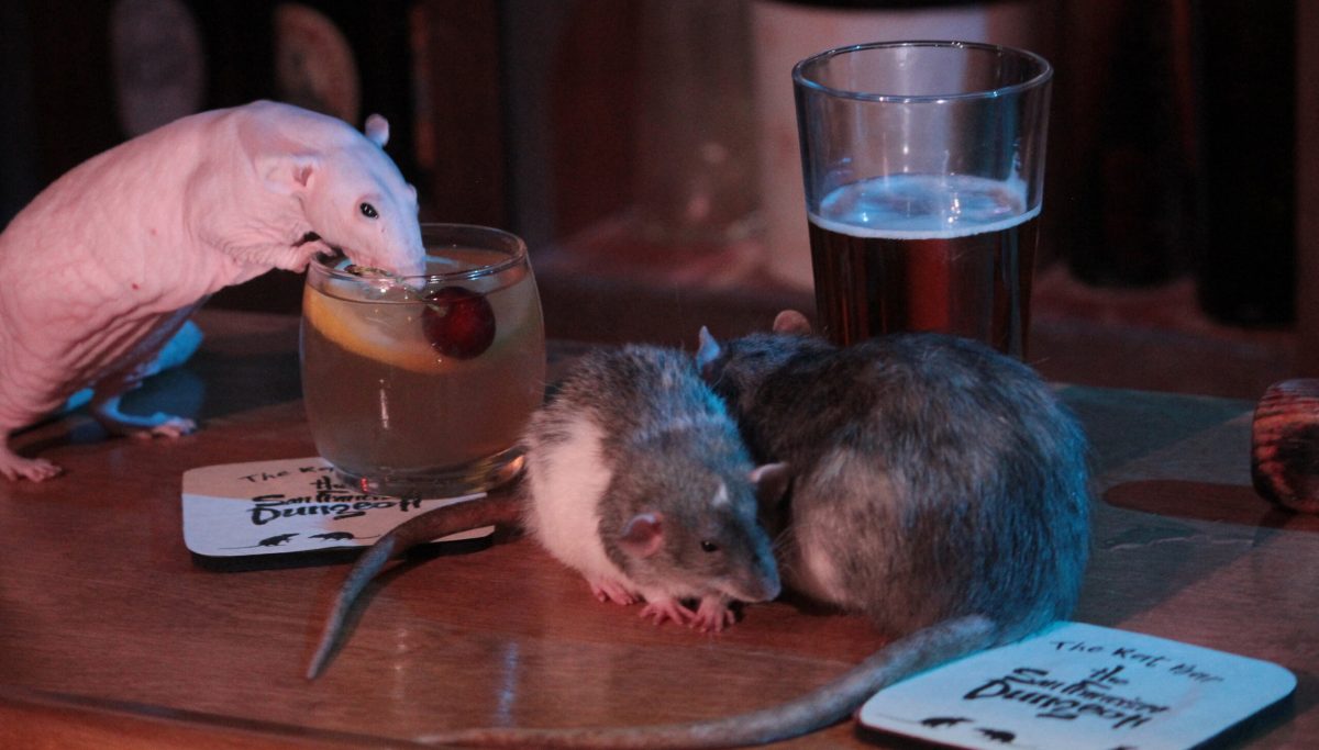 Drink and dine with rodents: Pop-up ‘Rat Bar’ opens in San Francisco