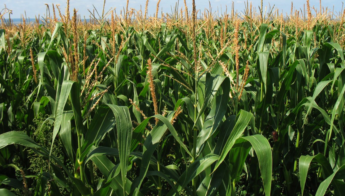 Corn Wars