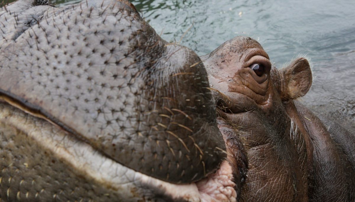 SEE IT: Bibi the hippo has a boy at Cincinnati Zoo