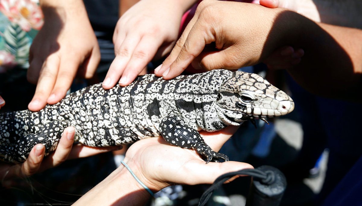 Leapin' lizards! Georgia warns public of giant, invasive lizards that ...