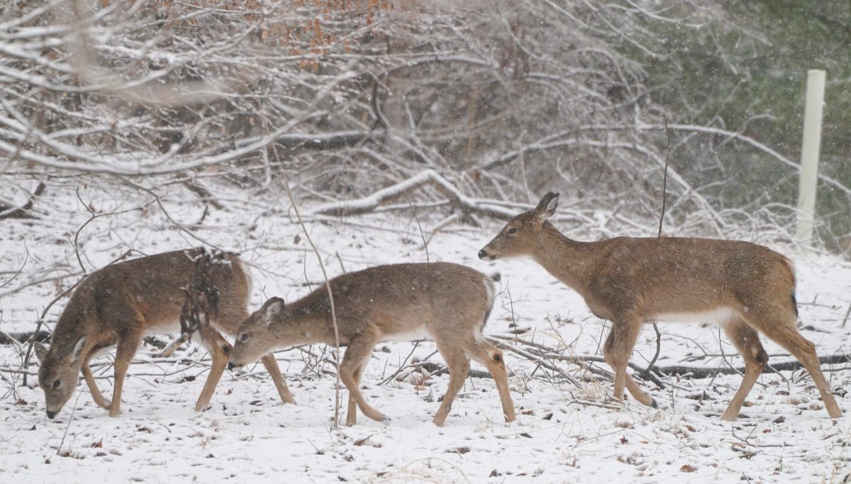 'Zombie deer': Everything you need to know about disease spreading ...