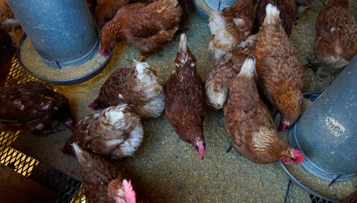 Mass vaccination of chickens against bird flu could hurt US sellers