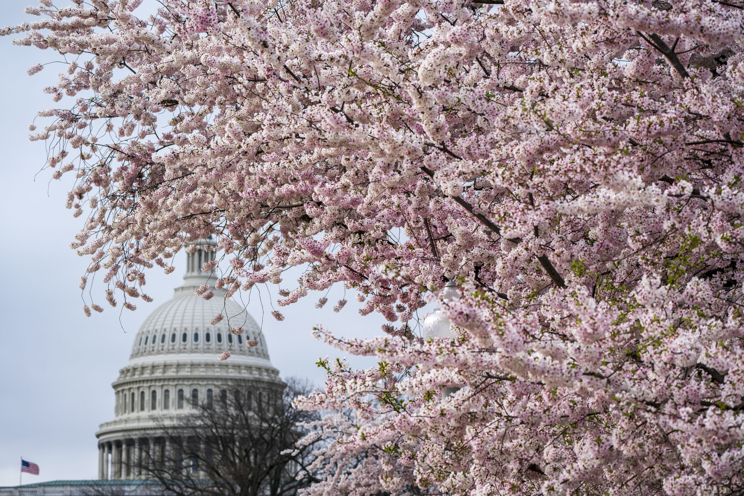 Senate votes to end COVID-19 public health emergency after Biden ...