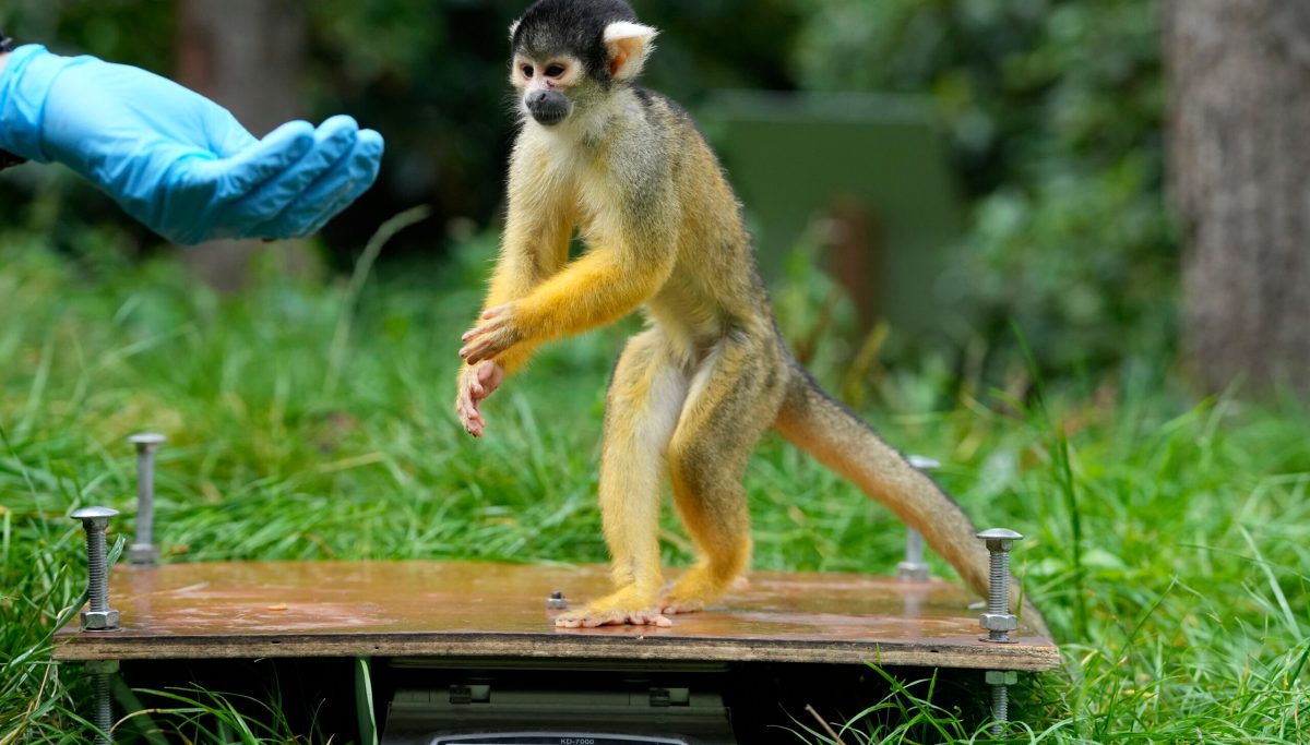 FDA closes largest primate lab to save hundreds of monkeys and millions of dollars