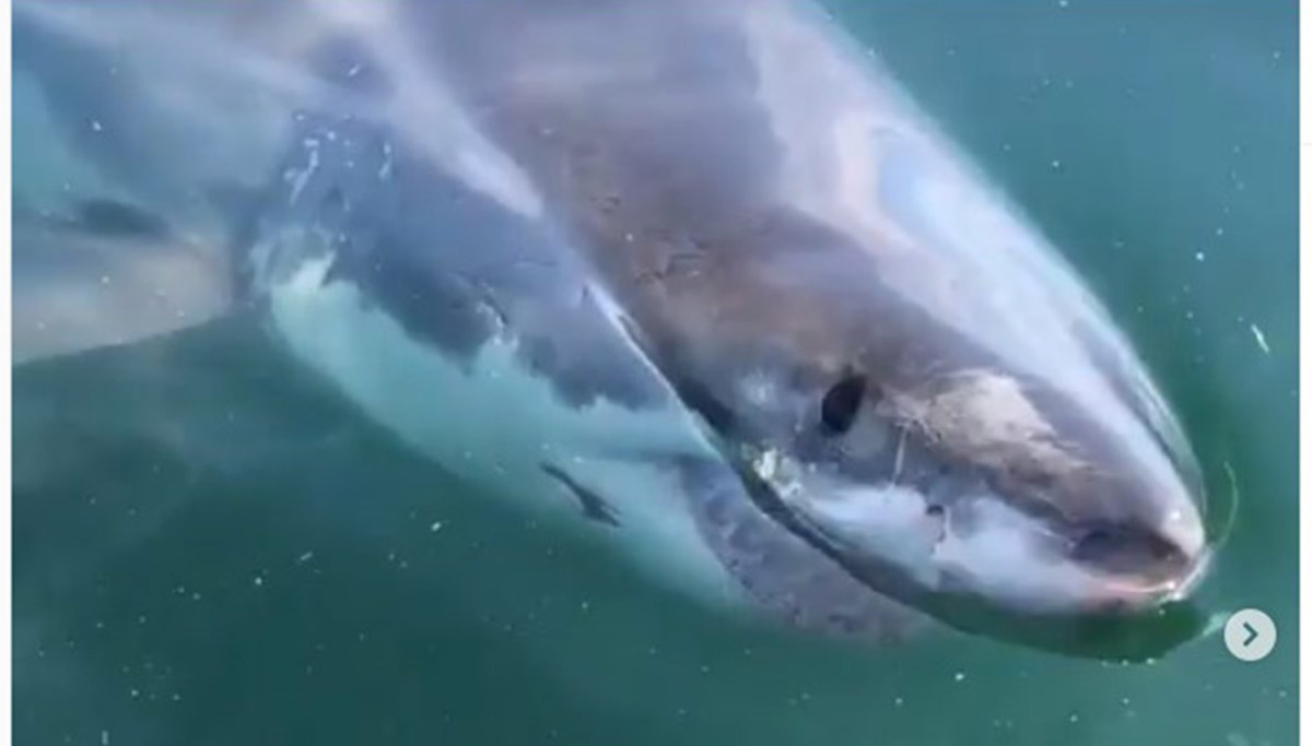 WATCH: Huge great white shark bumps into boat off Cape Cod amid spike ...