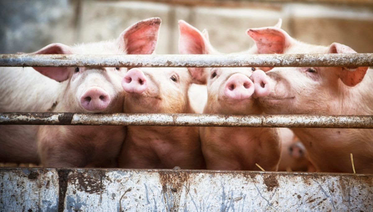 Nearly 40% of House seeks to block repeal of California pork restrictions