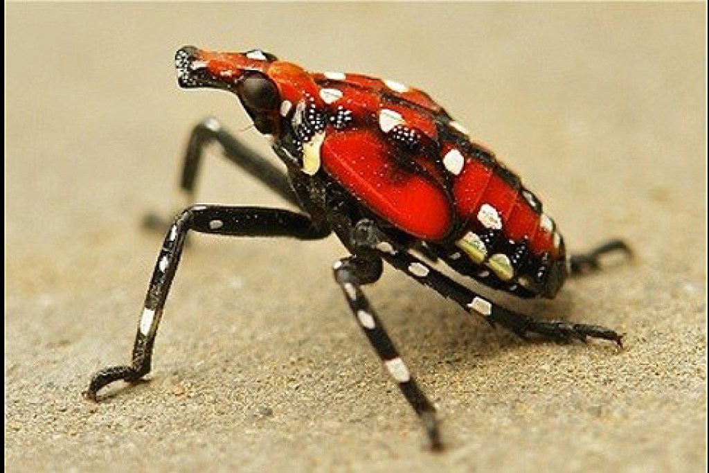 Son of Stink Bug: New Chinese pest threatens hops, grapes vines