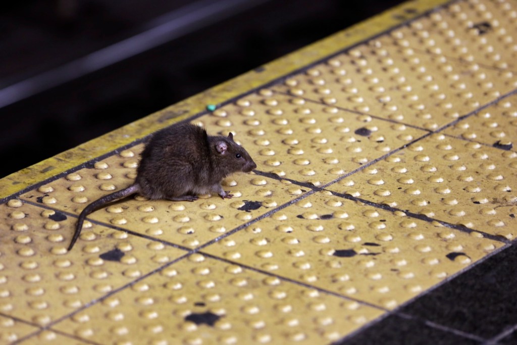 Rat urine bacterial infection breaks records in New York City