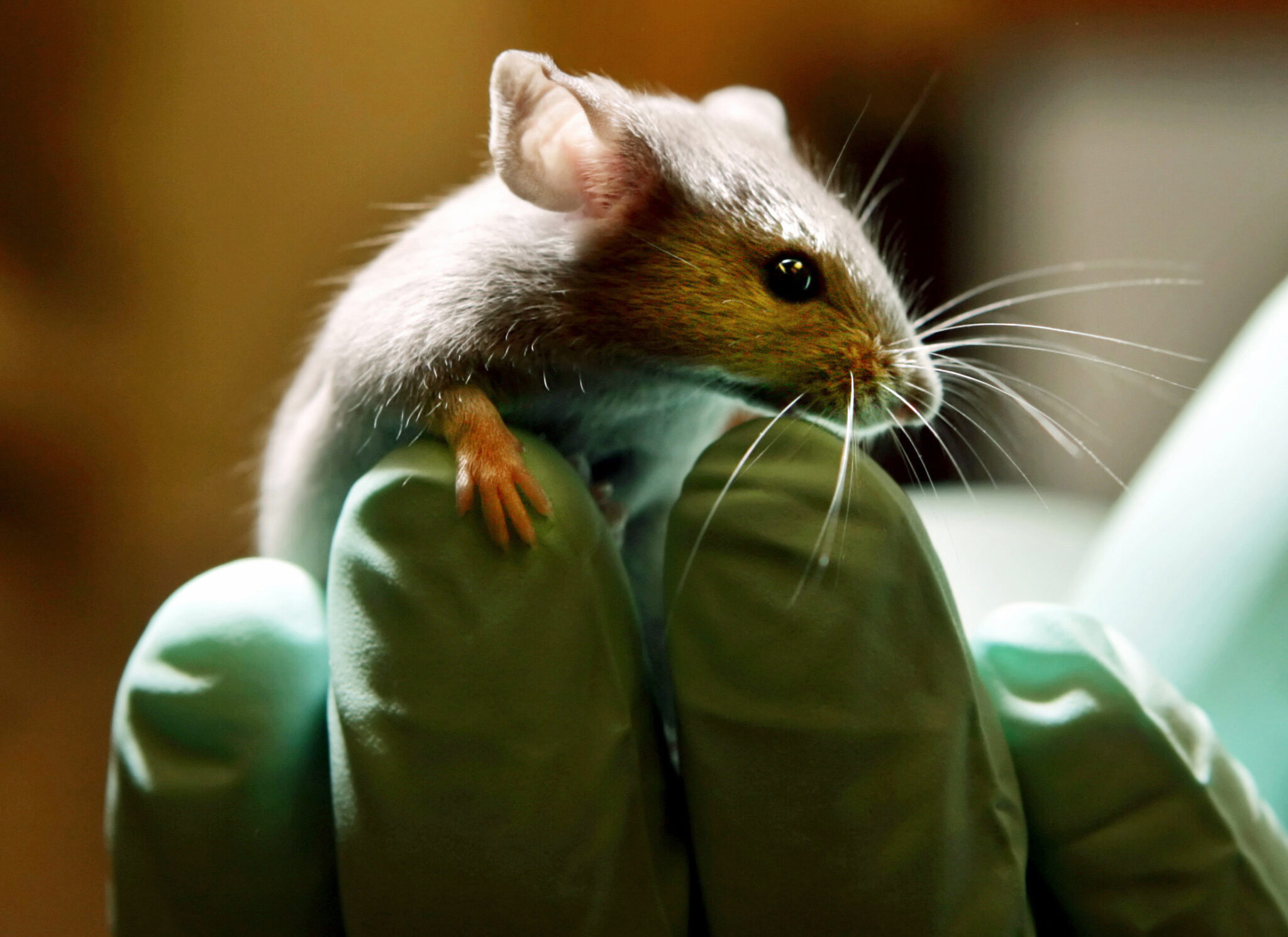 NIH funds transgender animal studies - Washington Examiner