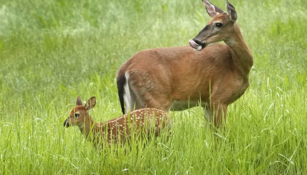 Bureaucratic red tape is forcing a baby deer to be euthanized