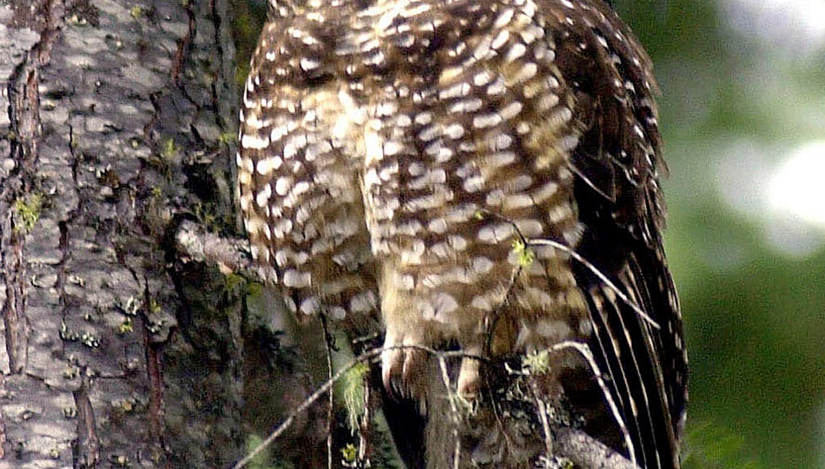 Trump administration proposes cutting habitat protections for ...