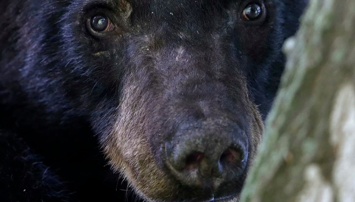 Maryland opens 2024 black bear hunt lottery