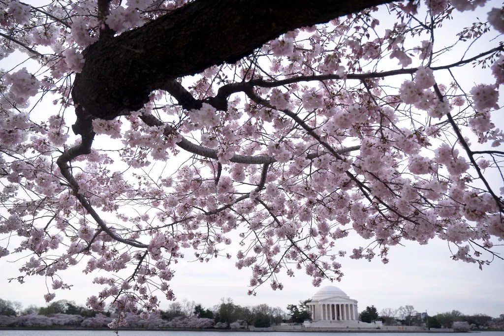2025 DC Cherry Blossom Festival: Ultimate guide