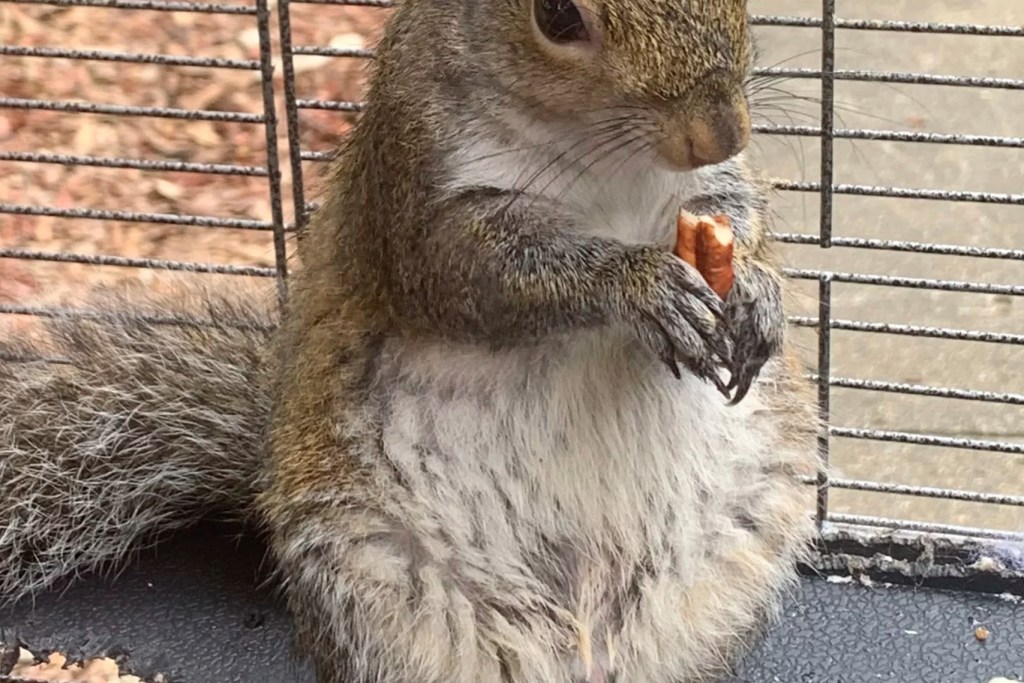 NY planned to decapitate ‘Peanut’ even before the ‘squirrel raid’
