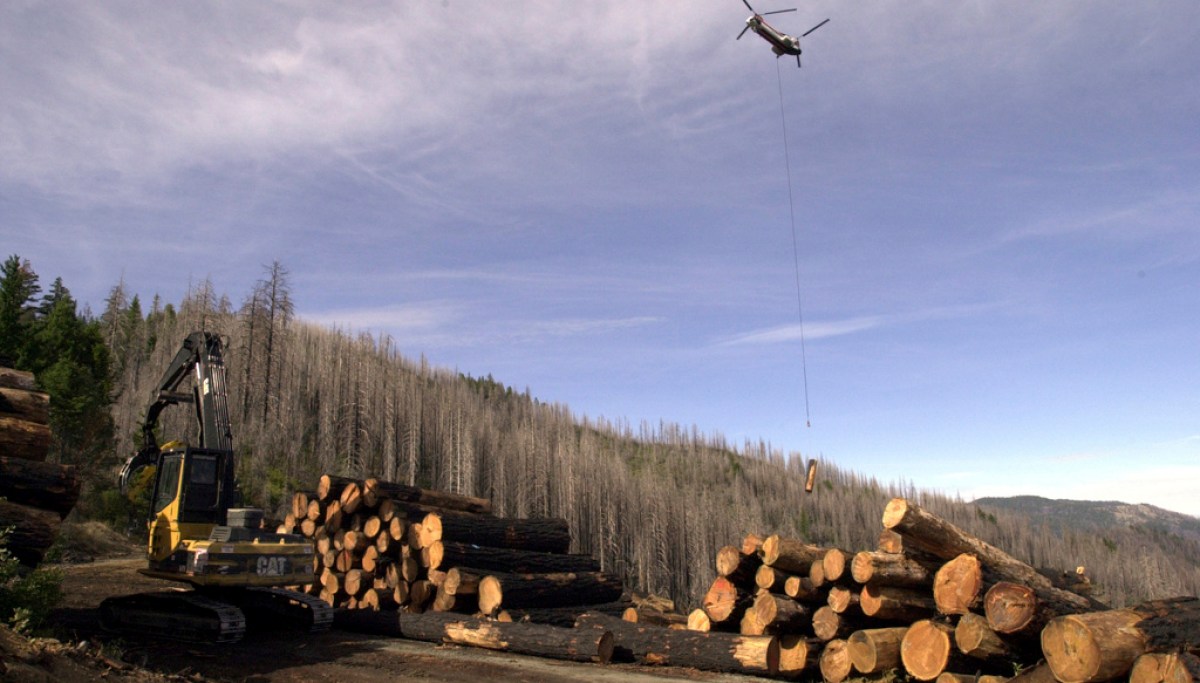 Trump USDA advances plan to ax logging protections for 44 million acres ...