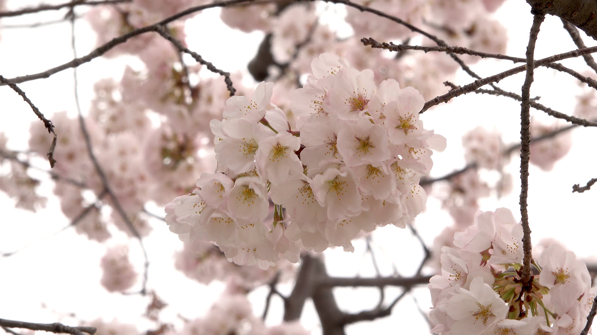 Cherry blossoms reach early peak bloom in Washington, D.C.